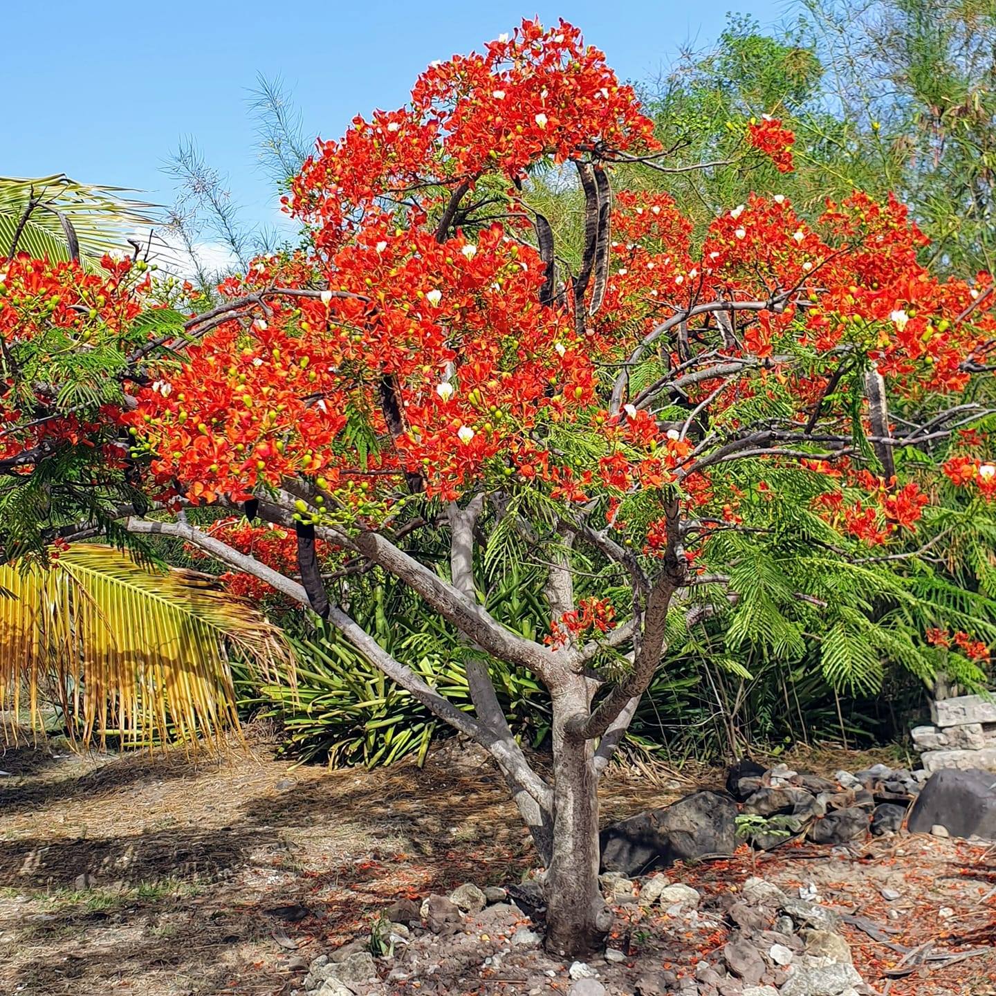 CoCo Rose - CaribeZyne